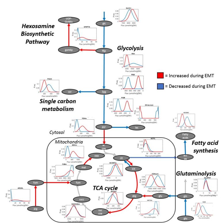 Human Molecular Metabolism – Center for Systems Biology